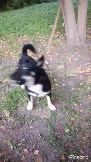 ПОМОГАЕМ ИНФОРМАЦИОННО ВЕЛЕС Общество защиты животных г Вологда ВКонтакте