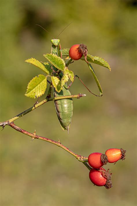 Mantisweibchen (Forum für Naturfotografen)
