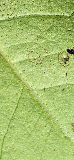 카피르 석회 잎에서 감귤류 검은파리의 군락은 나선형으로 배열된 알 노란 유충 어두운 번데기를 보여줍니다 이 완전한 수명 주기는 심각한 감염을 나타냅니다 0명에 대한 스톡