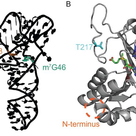 Structures Of Trna And Trmb A Crystal Structure Of Unmodified E Download Scientific Diagram