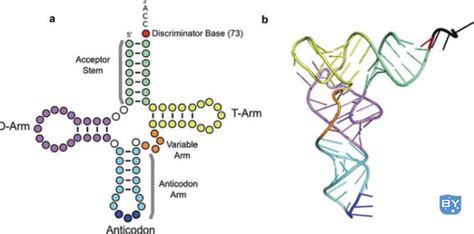 Rna的类型有哪些 7 种具有结构和功能的 Rna 哔哩哔哩