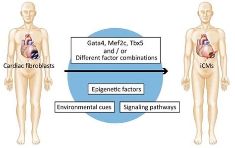 Direct Cardiac Reprogramming A Novel Approach For Heart Regeneration