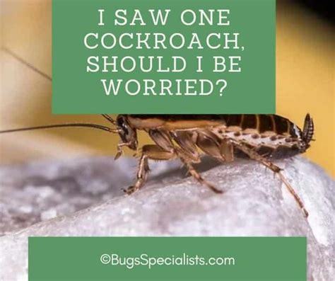 I Saw One Cockroach Should I Be Worried Pest Control Heroes