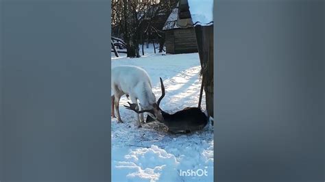 чувства нежность зоосад могилев зима тепло шортс Youtube