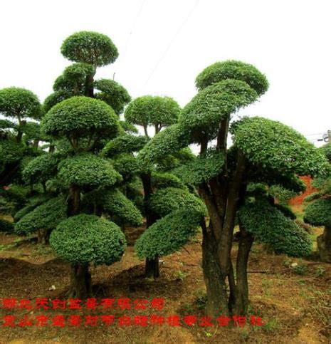 对节白蜡怎么使叶子变小