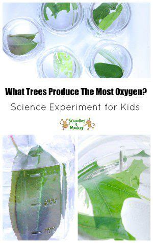 How Do Trees Make Oxygen No Prep Science Experiment