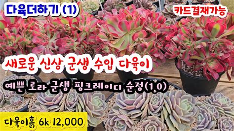 다육더하기1 예쁜 다육이 군생 가격 묵어져 더 예쁜 로라 군생 맥시코로즈 순정 핑크레이디 Youtube