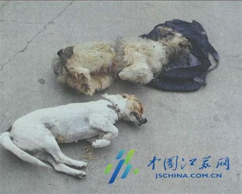 男子用剧毒氰化物毒死看家狗卖狗肉 狗肉 新浪新闻