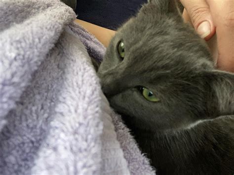 уже месяц почти эта кроха живёт у нас И знаете что Мне нельзя брать котов на передержку