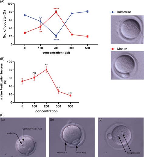 Effect Of Cyanocobalamin On Oocyte Maturation In Vitro Fertilization And Embryo Development In