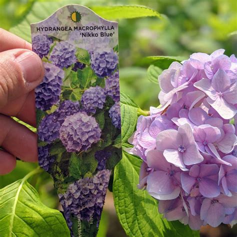 Hydrangea Macrophylla Nikko Blue ~ Nikko Blue Hydrangea Hahira Nursery