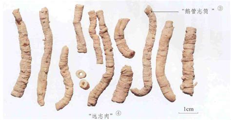 远志 中药材鉴别 医学