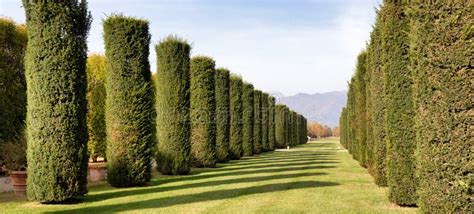 Trees Perspective Green Grass And Blue Sky Sunlight Nobody Natural