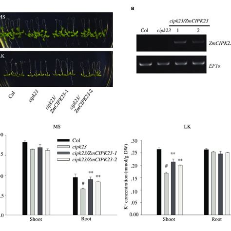 Complementation Of Arabidopsis Cipk23 Mutant By Zmcipk23 A Plant