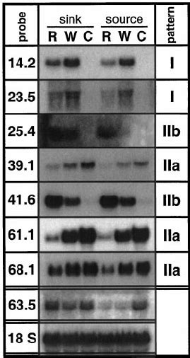 Transcript Accumulation In Sink And Source Leaves Leaves Growing At