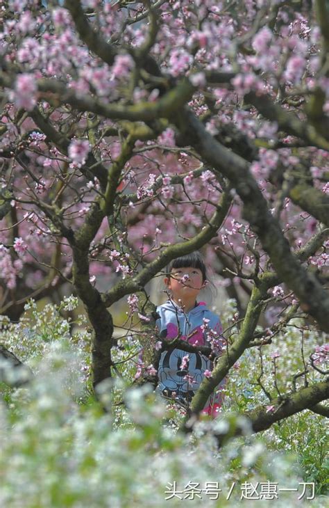 桃花依舊人面何處 每日頭條