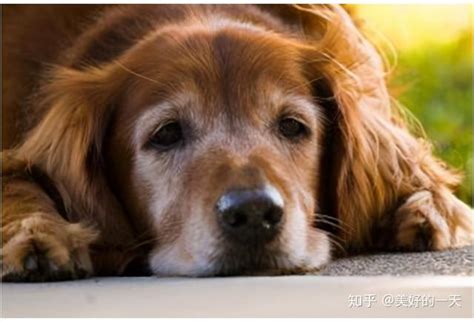 狗狗生病前的求救信号每一个都很明显主人要留意 知乎