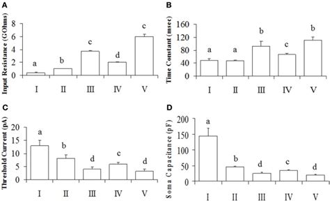 Intrinsic Membrane Properties Of Poa Neurons Neurons Were Made Up Of
