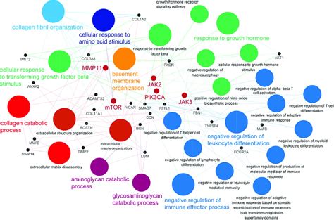 grouping of networks based on functionally enriched go terms and