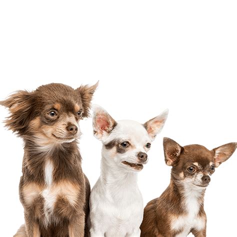 Zwarte Chihuahua Maltezer Mix Zwarte Chihuahua Pup Kopen In