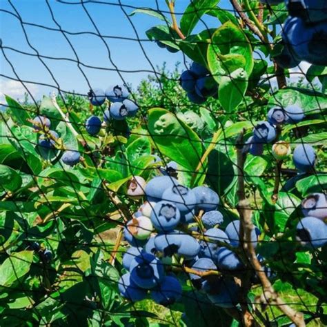 China Blueberry Bird Netting Suppliers And Manufacturers Price Joyeyou