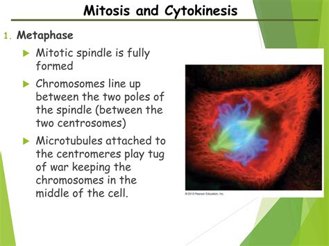 Genetics Ppt Cell Cycle 1pptx