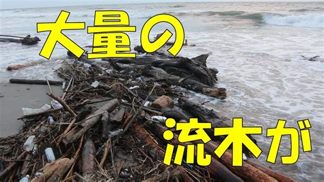 流木拾い静岡県の豪雨で発生した流木が大量に漂着した海岸で流木拾い 渥美半島 表浜海岸 アクアリウム テラリウム YouTube
