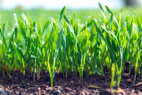 Приложение на хербициди при зърнено житни култури