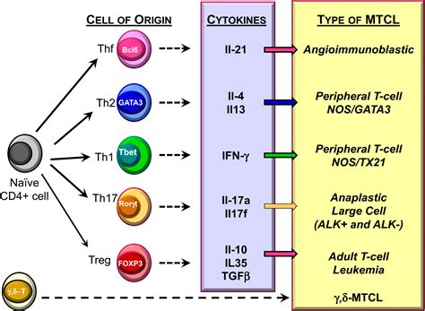 Classification Of Different Subtypes Of Lymphoma Down Classification Of Different Subtypes Of Lymphoma Down