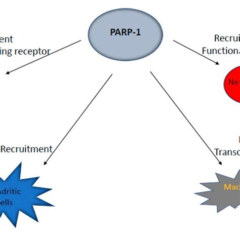 Schematic Representation Of The Role Played By Parp 1 In Cells Of The