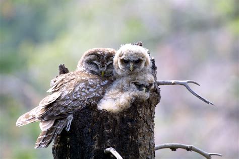 Mexican Spotted Owl Range At Cynthia Hewlett Blog
