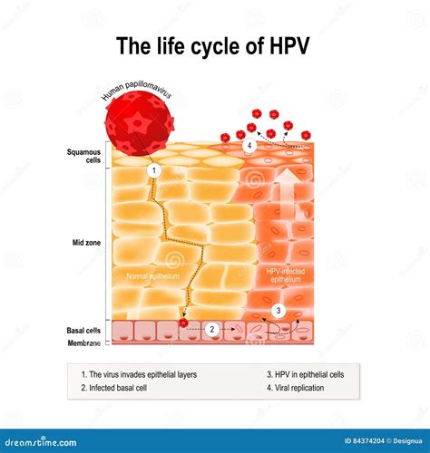 Life Cycle Of Hpv Stock Vector Illustration Of Papillomatosis 84374204