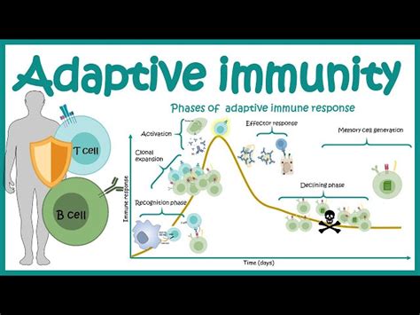 Adaptive Immune System Diagram