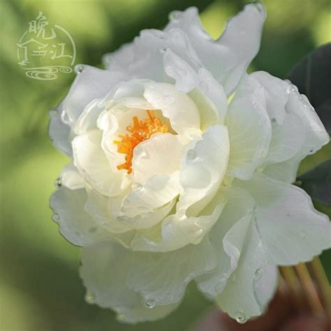 白牡丹 热缩花簪发钗簪子古风发饰汉服发饰步摇发簪u型钗子简约女 淘宝网