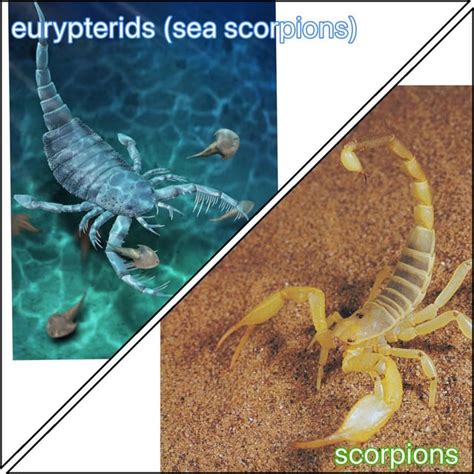 Convergent Evolution Examples Convergent Evolution Kaiserscience