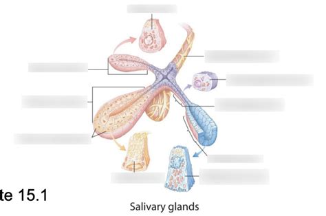 Duct Overview Diagram Quizlet
