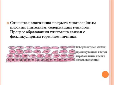 Анатомия женских половых органов 1 презентация онлайн