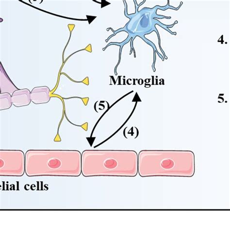Schematic Diagram Of Intercellular Communication Mediated By Exosomes