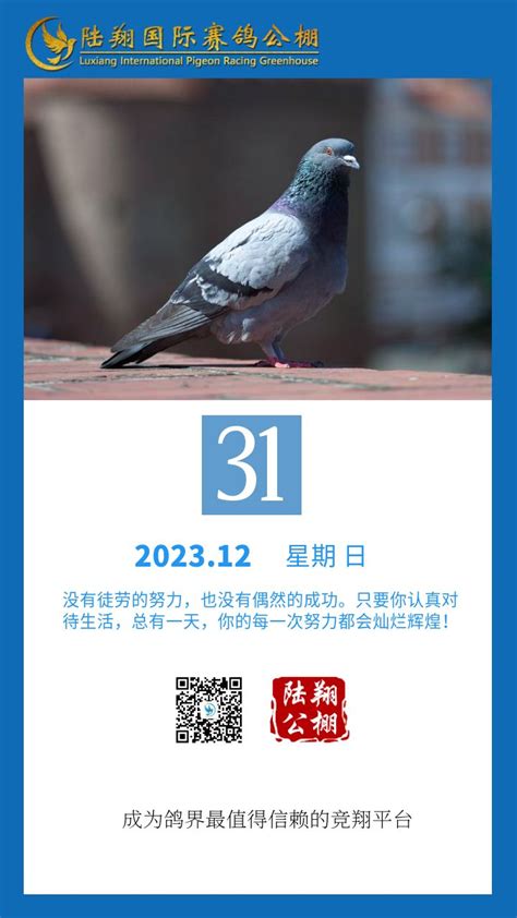 河北陆翔公棚日签 河北陆翔国际赛鸽公棚 中信网各地公棚