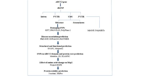 Overall Workflow For In Silico Analysis Of Abcc2 Gene Download