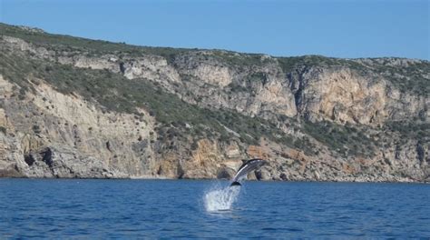 아라비다세짐브라 자연공원의 돌고래 관람 마이리얼트립