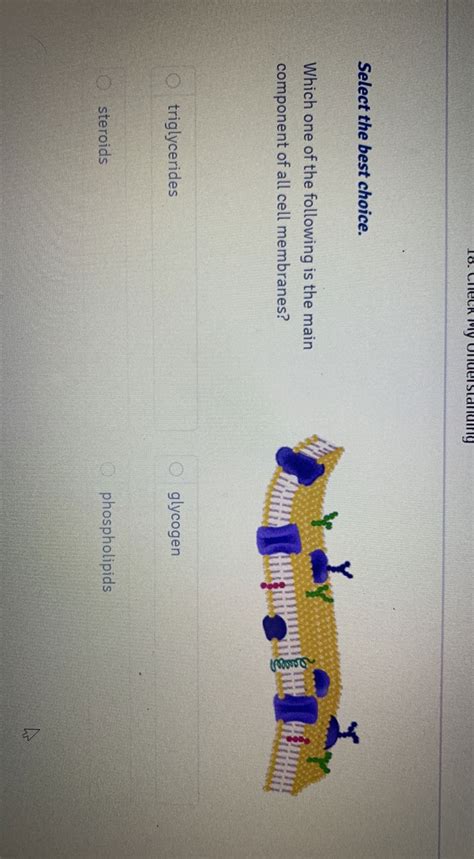 Select The Best Choice Which One Of The Following Is The Main Component Of All Cell Membranes