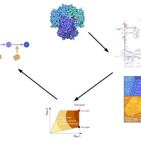 From Biochemical Molecule Interactions To Optimality Problems And Back