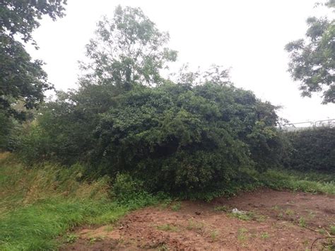 Nesting Bird Check In Macclesfield Cheshire Arbtech