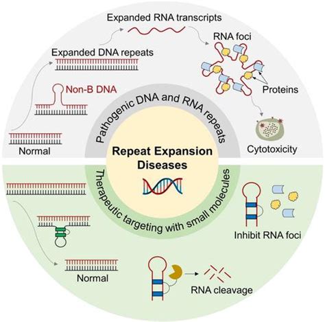 靶向致病性 Dna 和 Rna 重复：重复扩增疾病的概念治疗方法 Chemistry A European Journal X Mol