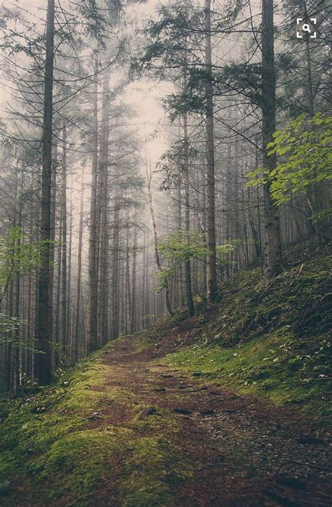 Paysage Foret