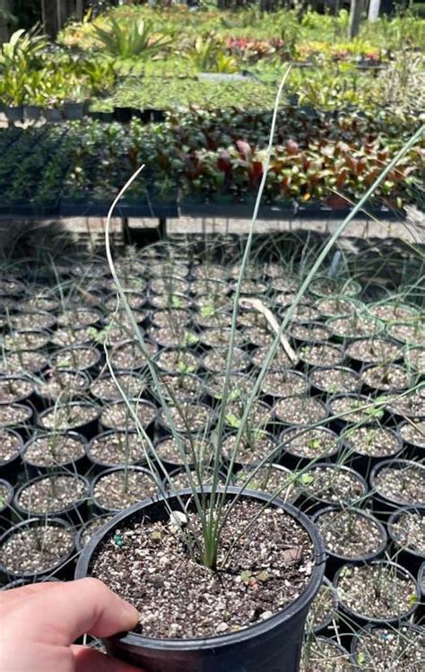 Dasylirion Longissimum Mexican Grass Tree 3 Pot Etsy