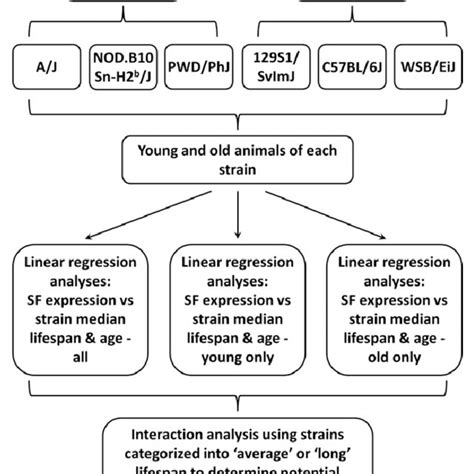 Schematic Of Study Design This Figure Shows The Experimental Strategy Download Scientific