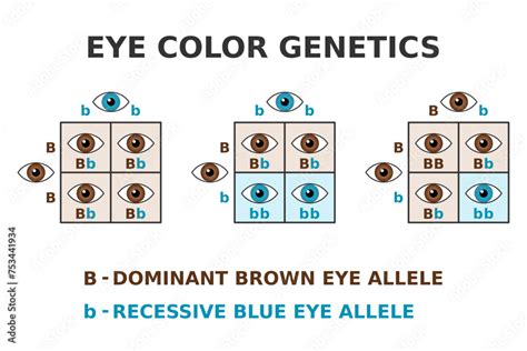 Eye Color Genetics Brown Eyes And Blue Eyes Cross Dominant Brown