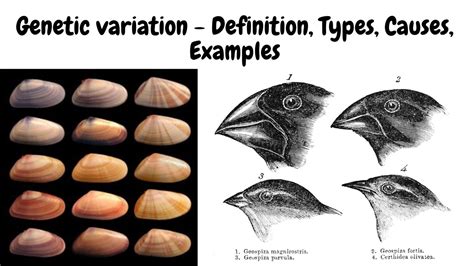 Frameshift Mutation Definition Types Causes Examples Biology